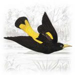 Xexéu (Japiim) – Portal Piauiando